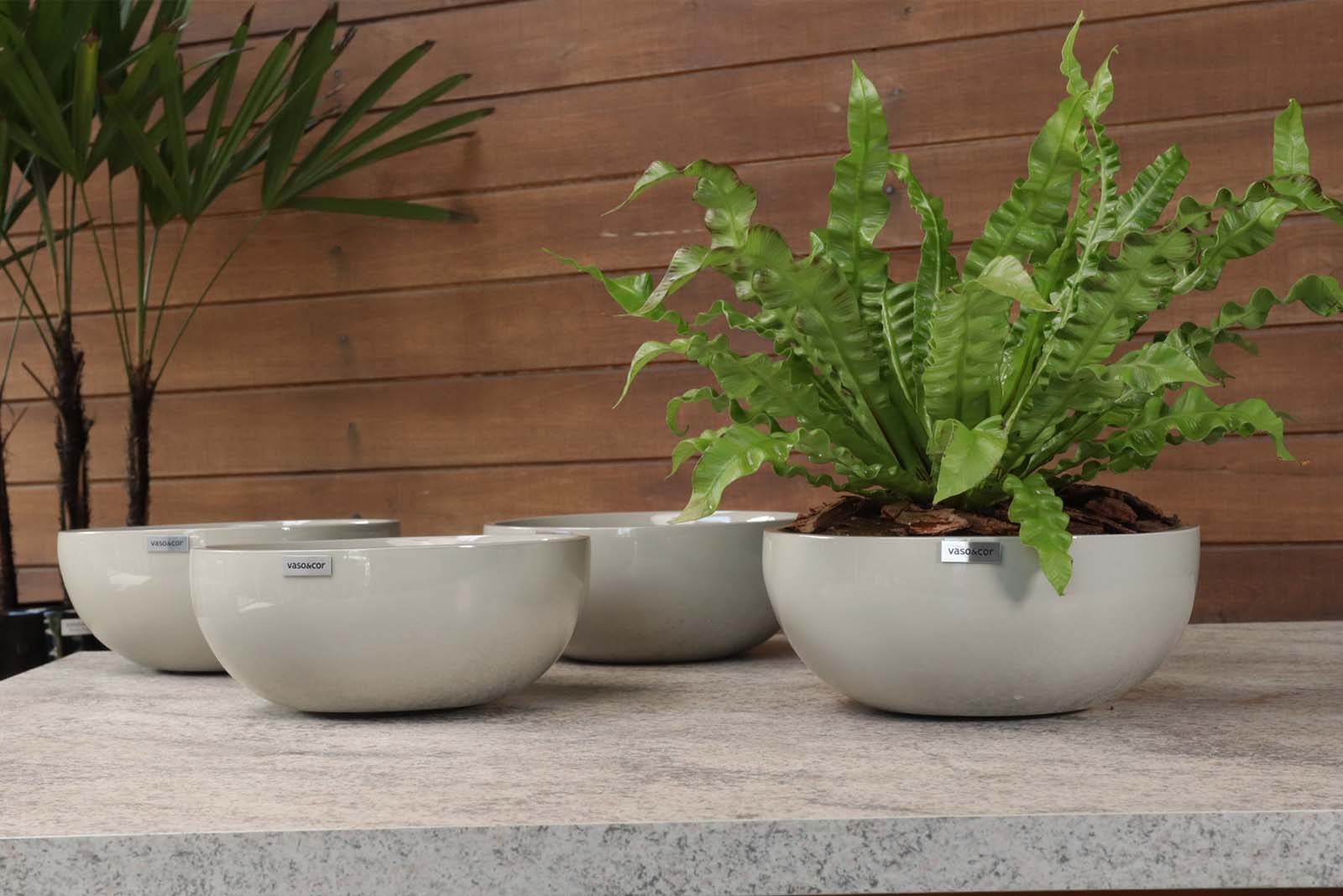 Asplênio e seus benefícios: da beleza à funcionalidade - Vaso & Cor Blog