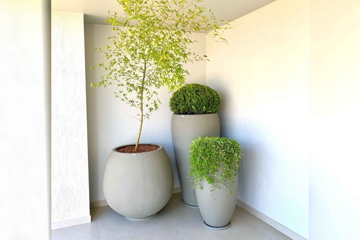 Plantas de Forração Para Vasos: Confira 7 espécies - Vaso & Cor Blog